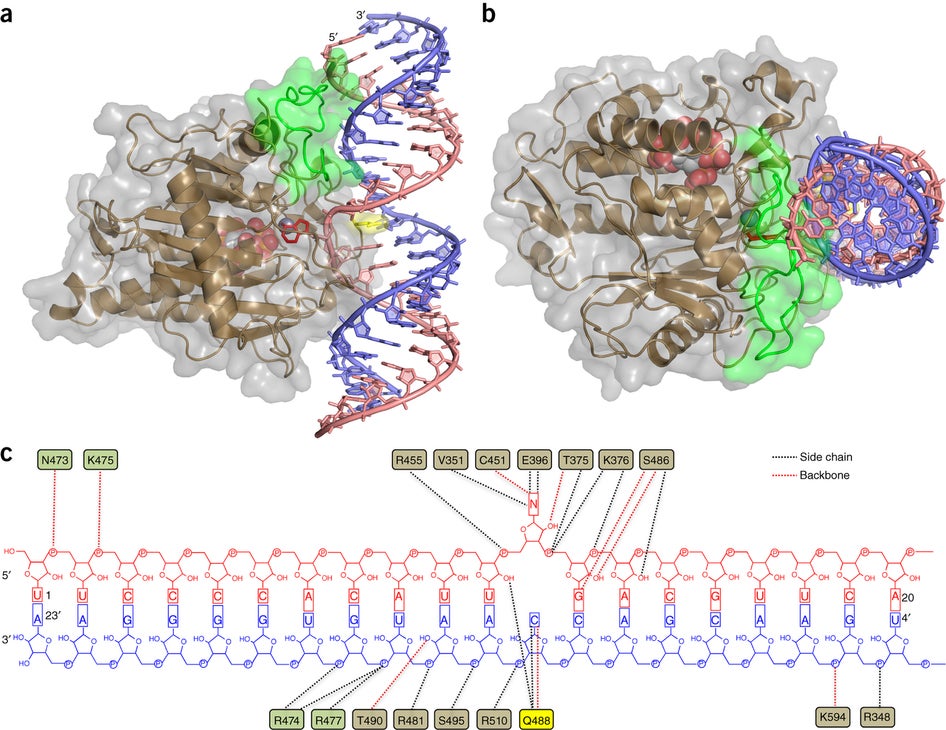 ADAR2 crystal structure with bound dsRNA! – Beal Lab