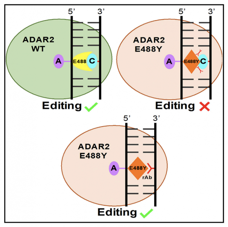 Bump-Hole Approach to directed RNA editing now available online! – Beal Lab